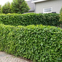 Småbladig murgröna (Hedera Helix) | Garmundo