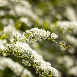 Norskspirea 'Grefsheim' (Spiraea x cinerea 'Grefsheim') | Garmundo