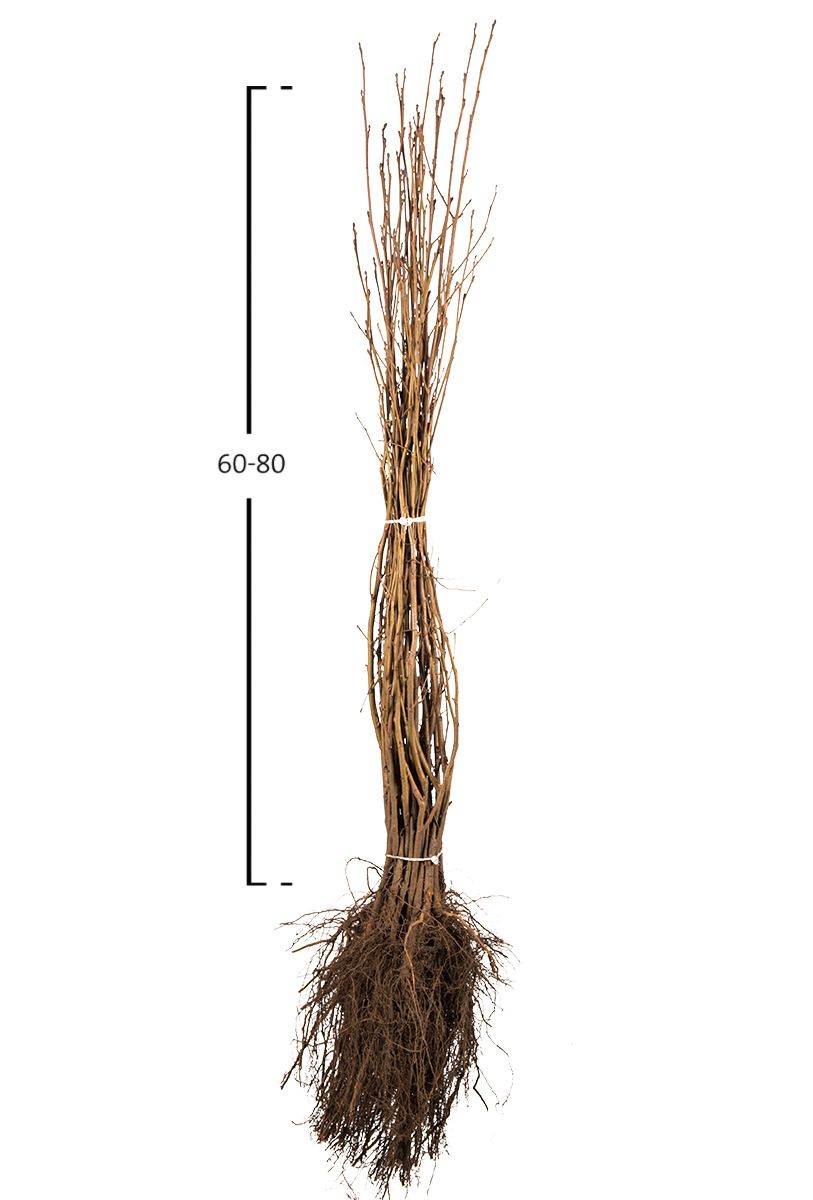 Klibbal (Alnus glutinosa) | Garmundo