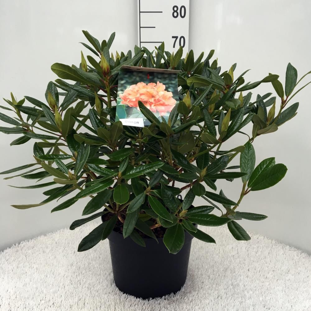 Rhododendron hybride ‘Tortoiseshell Orange’ | Garmundo