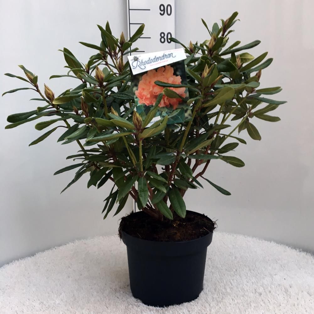 Rhododendron hybride ‘Tortoiseshell Orange’ | Garmundo