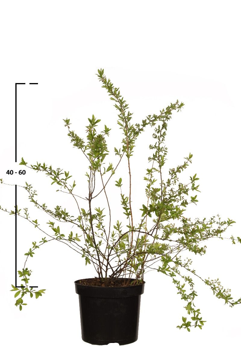 Norskspirea 'Grefsheim' (Spiraea x cinerea 'Grefsheim') | Garmundo