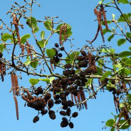 Klibbal (Alnus glutinosa) | Garmundo