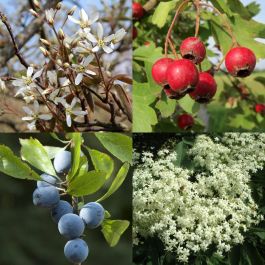 Landschapshaag met inheemse plantensoorten | Garmundo