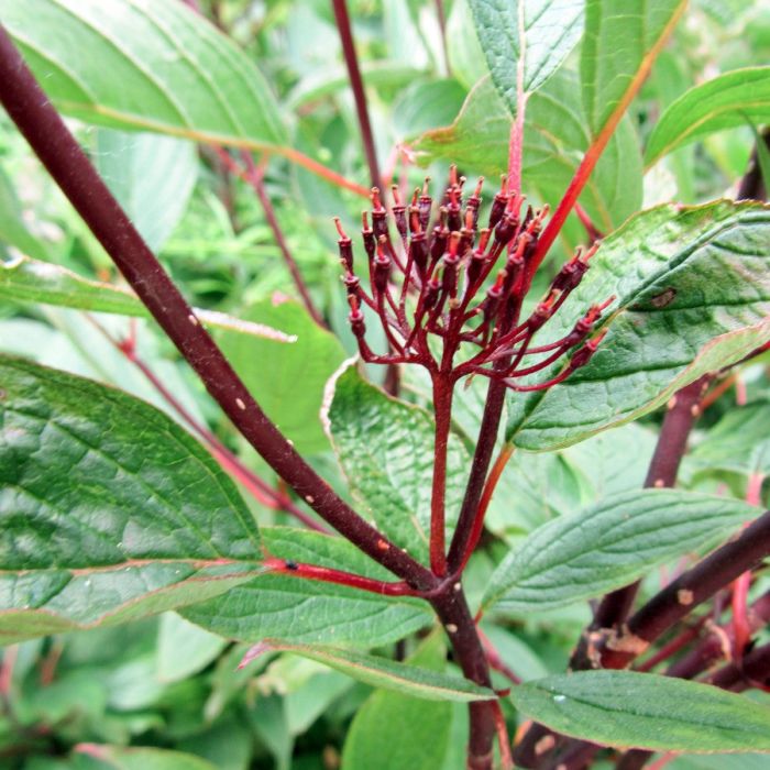 Blodkornell 'Kesselringii' (Cornus alba 'Kesselringii') | Garmundo