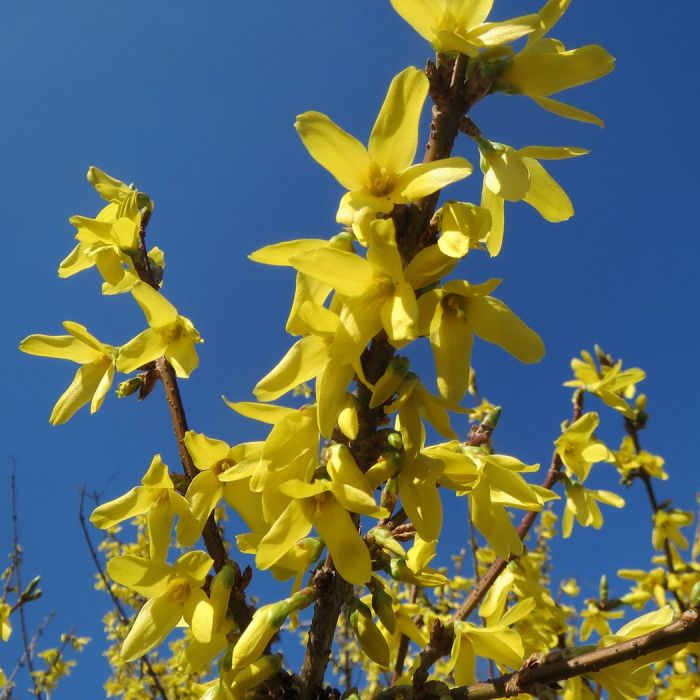 Forsythia 'Spectabilis' (Forsythia intermedia 'Spectabilis') | Garmundo