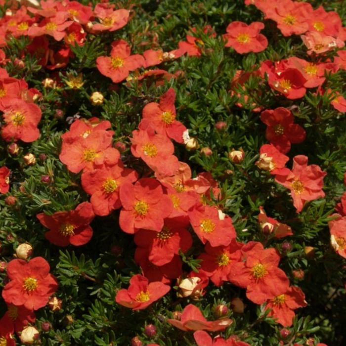 Ölandstok 'Red Ace' (Potentilla fruticosa 'Red Ace') | Garmundo
