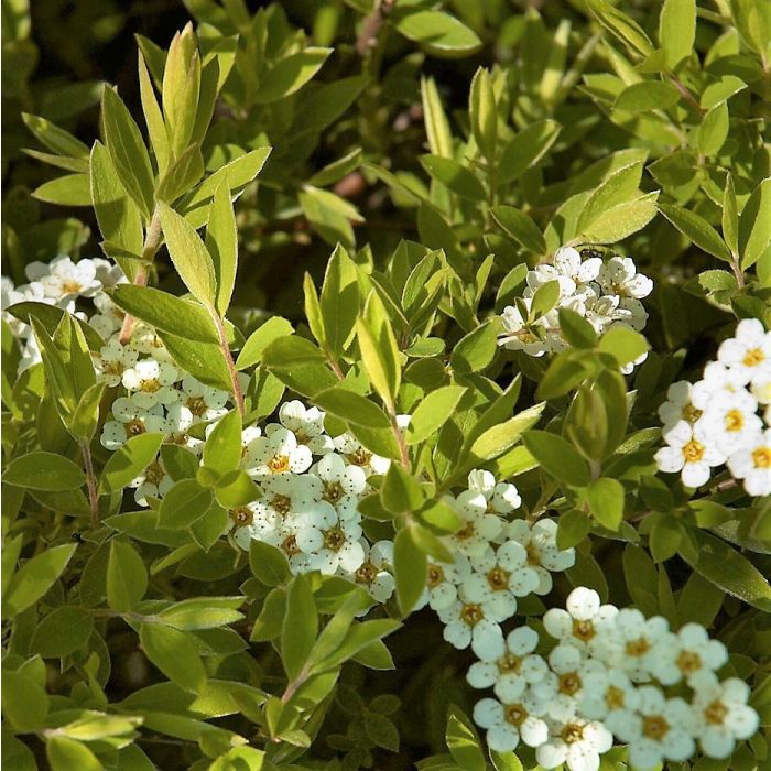 Norskspirea 'Grefsheim' (Spiraea x cinerea 'Grefsheim') | Garmundo