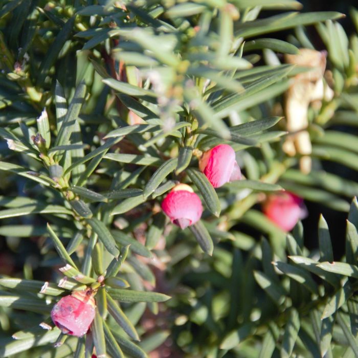 HybridIdegran Hicksii (med bär)| Garmundo