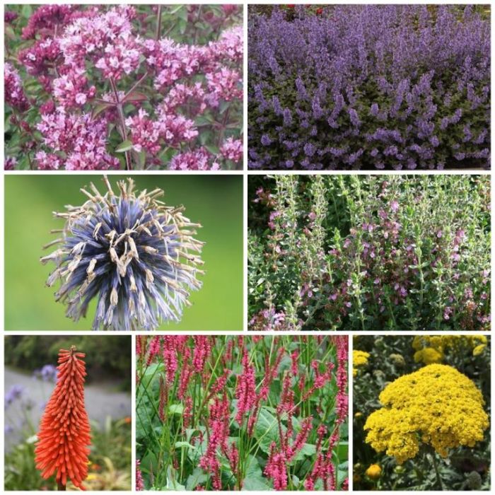 Perennpaket till en lila rabatt | Garmundo