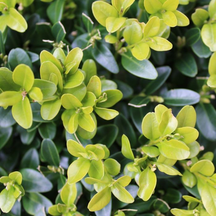 Buxbom - buske | Garmundo