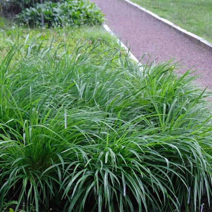 Köp Carex Morrowii ‘Irish Green’ (Japansk starr) online | Garmundo.se ...