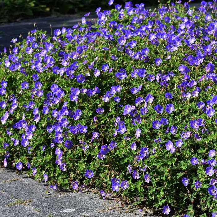 Köp Geranium ‘Rozanne’ (Trädgårdsnäva) online | Garmundo.se | Paket om 3m²