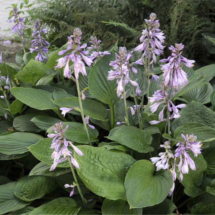 Köp Hosta sieboldiana (Daggfunkia) ‘Elegans’ online | Garmundo.se ...