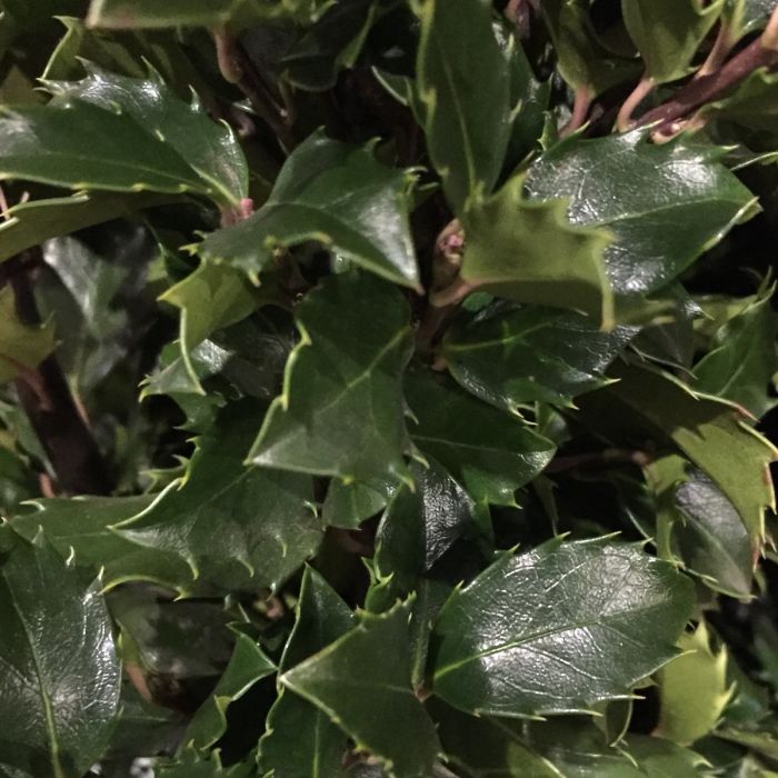 Järnek Blue Prince (Ilex x meserveae 'Blue Prince') | Garmundo