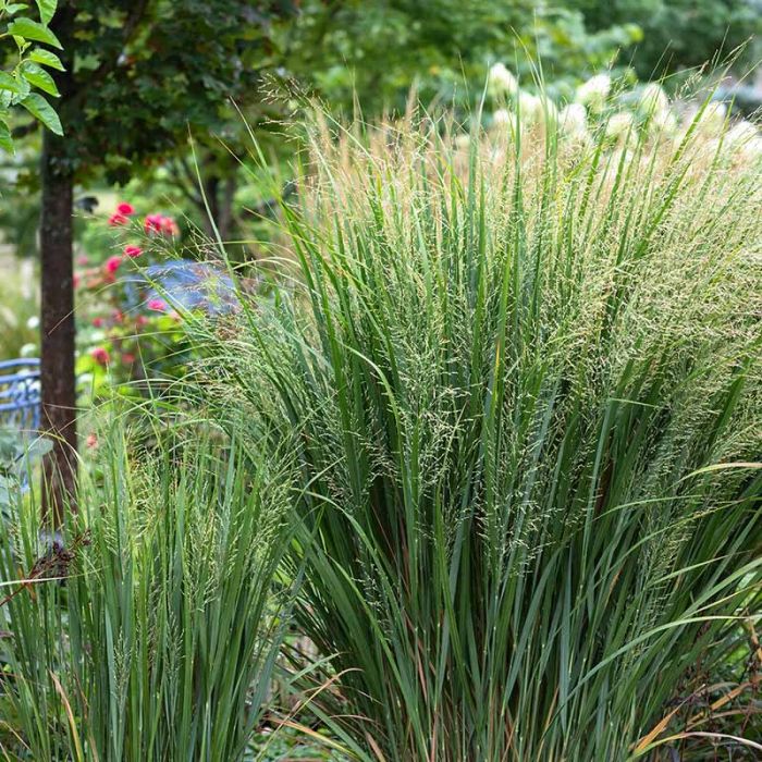 Köp Panicum virgatum ‘Northwind’ (Jungfruhirs) online | Garmundo.se ...