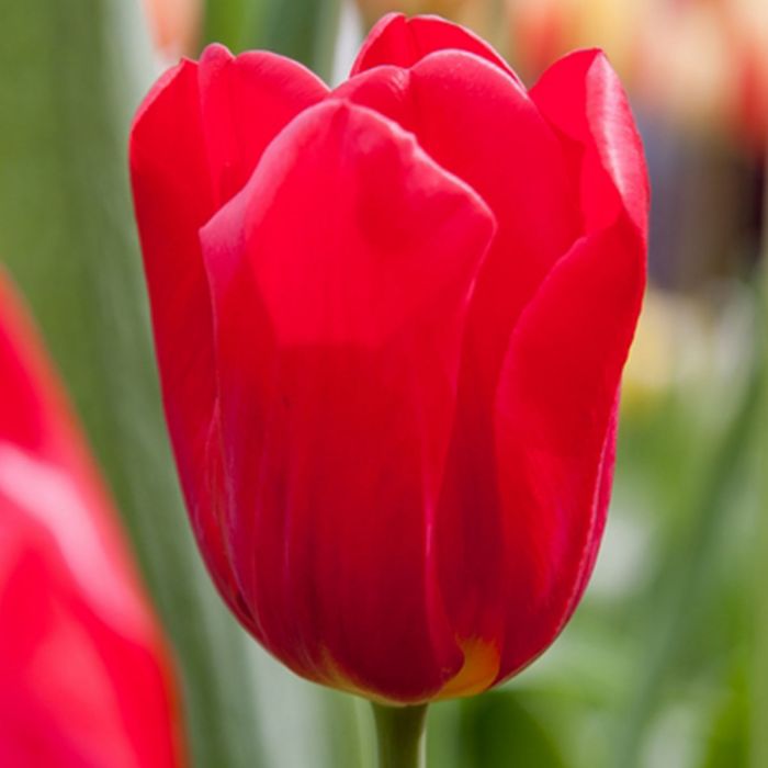 Tulp 'Seadov' bloembollen koop je bij Garmundo, direct vanaf de kweker!