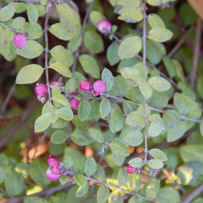 Snöbär ‘Magic Berry’ (Symphoricarpos doorenbosii 'Magic Berry') | Garmundo